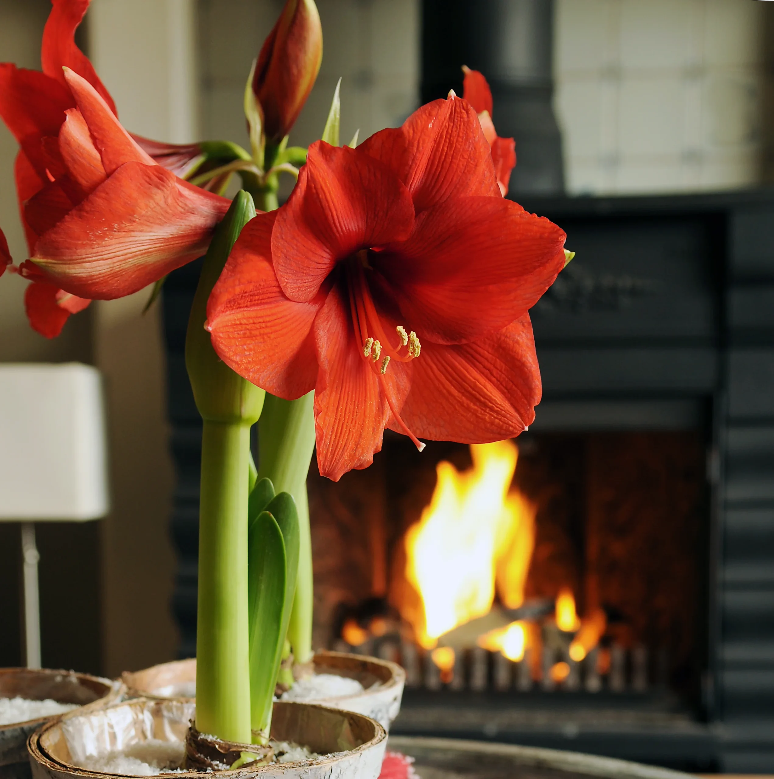 Amarilis (Amaryllis) - gražus, svogūninis daugiametis augalas - zinok.eu